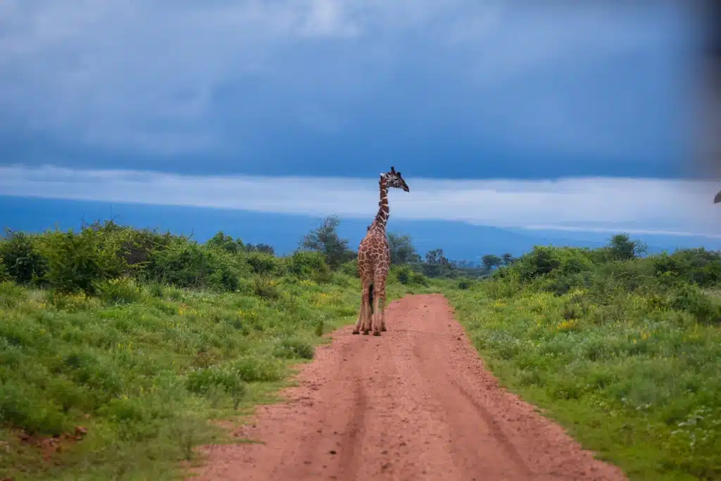 Meru National Park Kenya | Safaris & Wildlife Tours